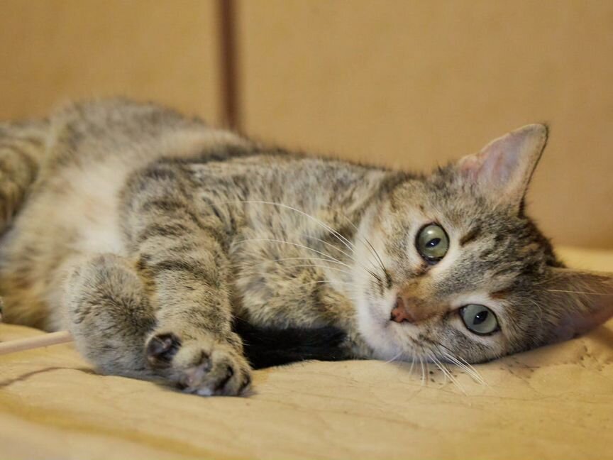 Кошка Барби лесной окрас