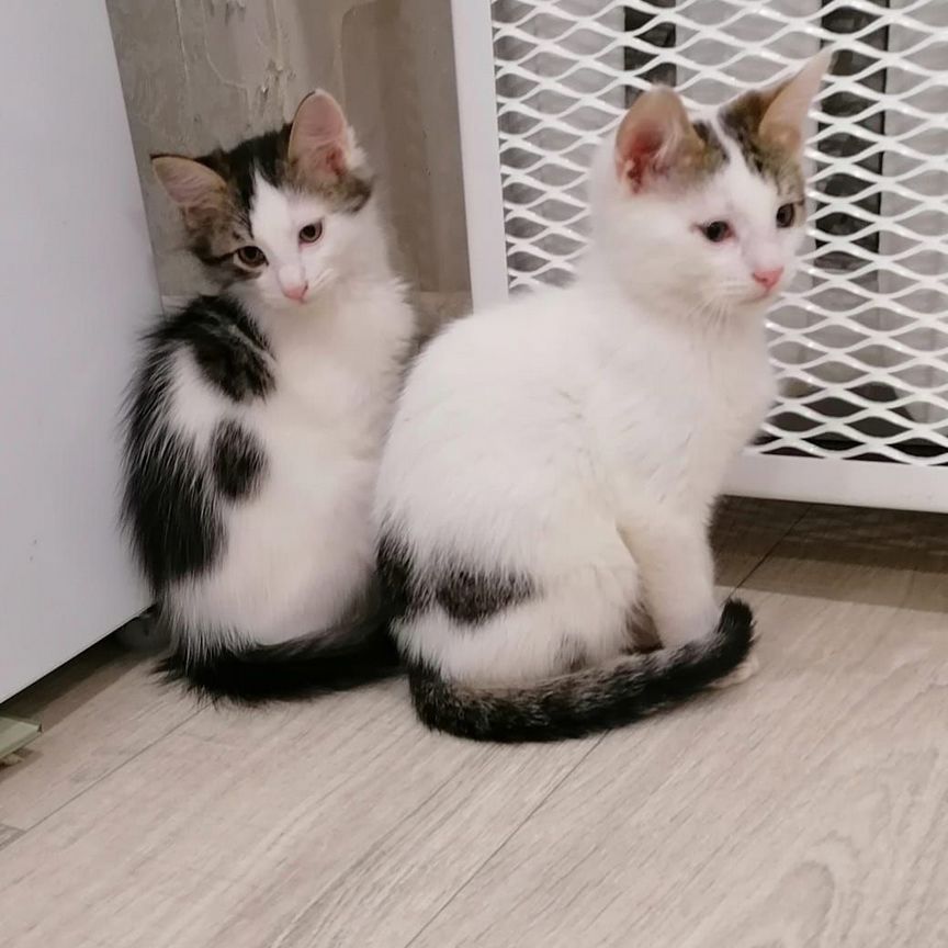 Котята от домашней кошкчки