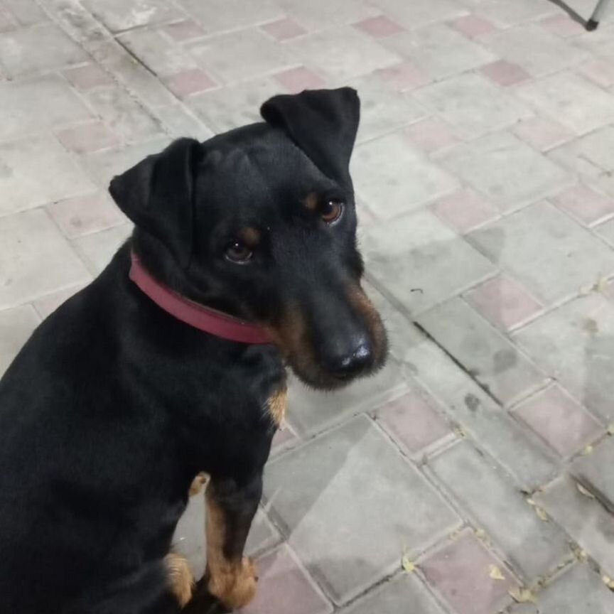 Вязка ягдтерер