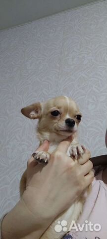 Чихуахуа мини девочка