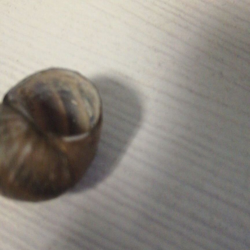 Ракушки речные