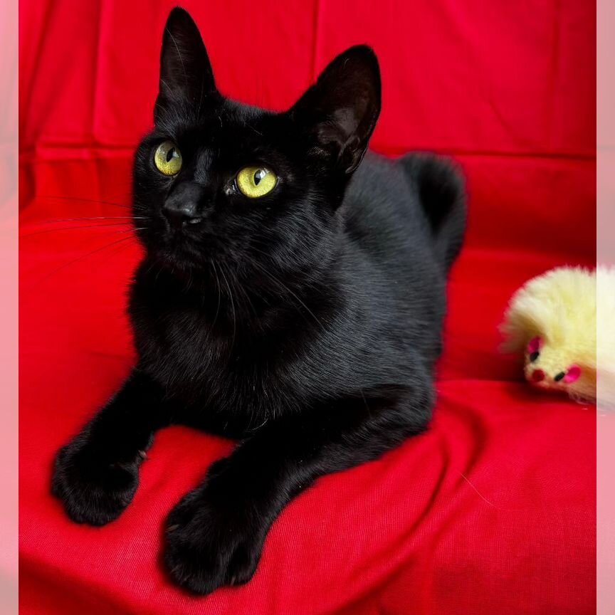 Взрослая кошка в добрые руки