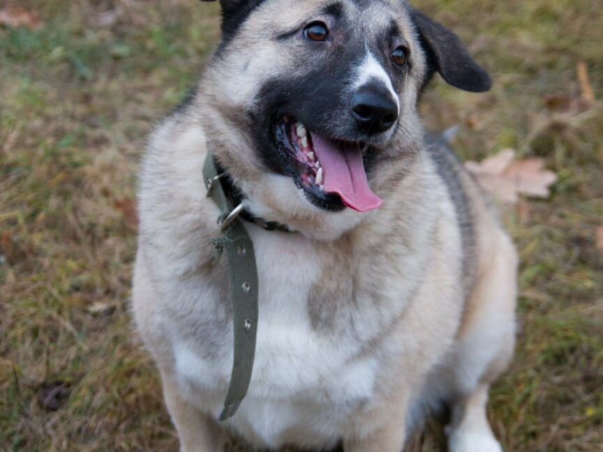 Собака в добрые руки