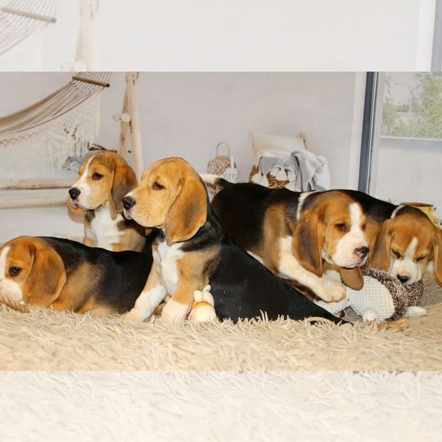 Бигль, щенок