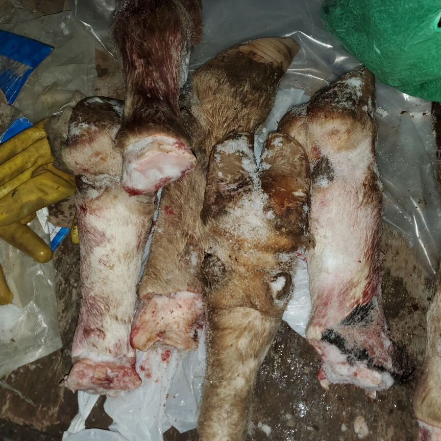 Копыто говяжье для холодца