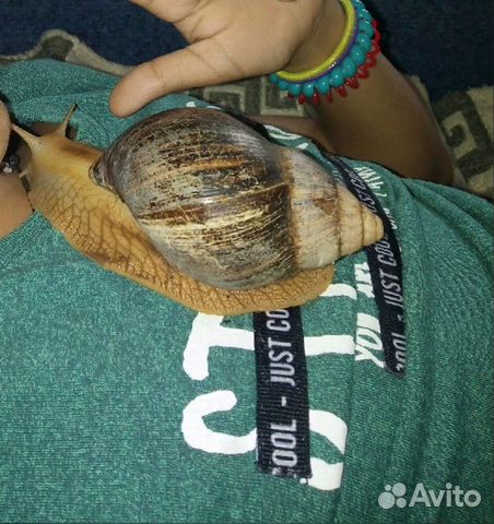 Улитки ахатины бесплатно в хорошие руки