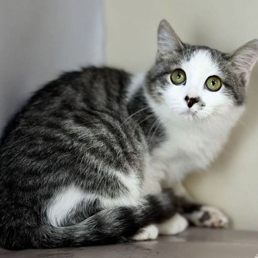 Малыш Ракета в самые добрые руки. Лесной приют