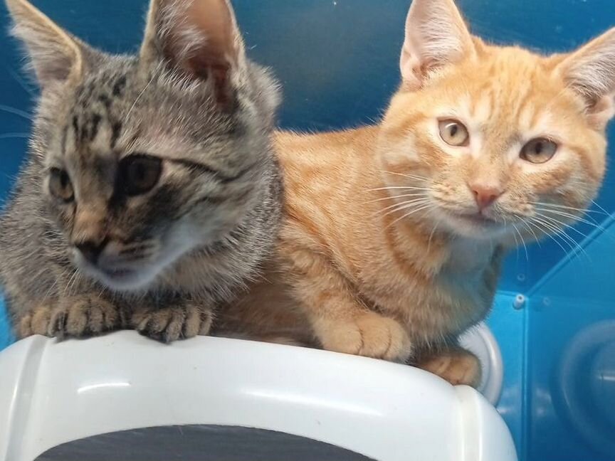Смешные котята