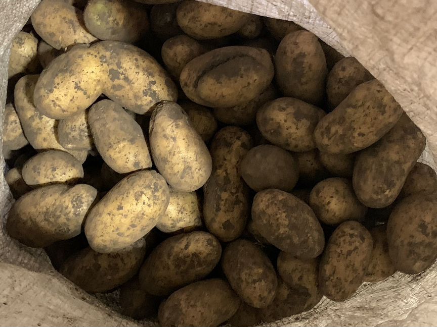 Картофель на корм скоту