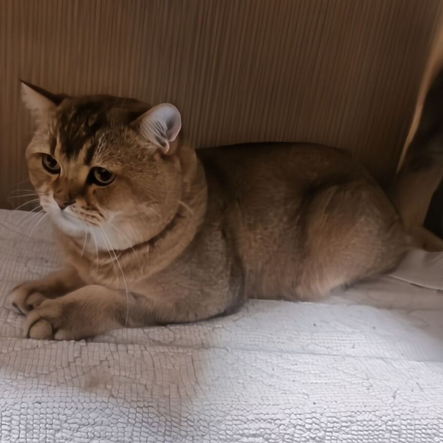 Британский короткошёрстный кот, взрослый