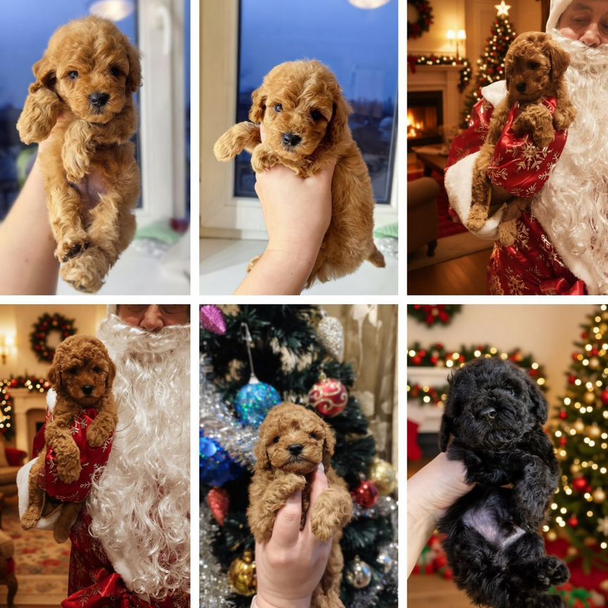 Той-пудель, щенок