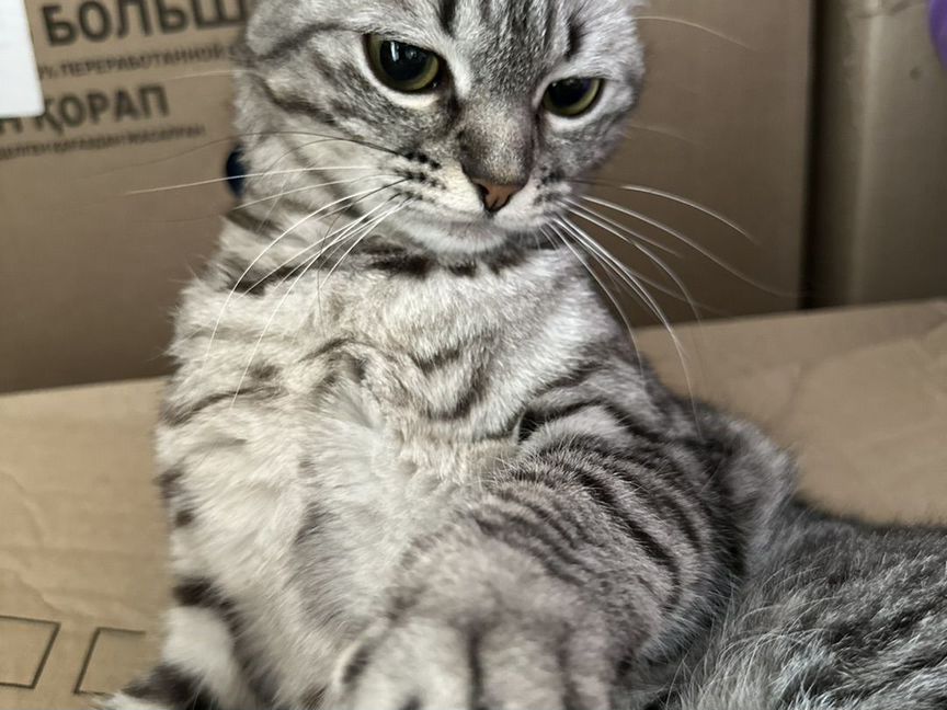 Кошка смесь шотландца