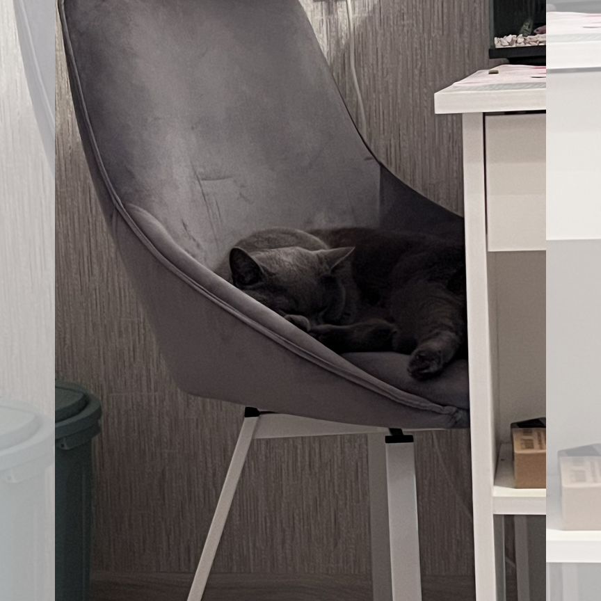 Шотландский прямоухий короткошёрстный кот, взрослый