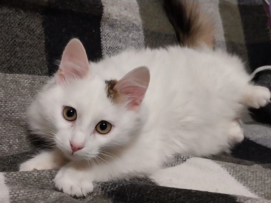 Котёнок ищет дом