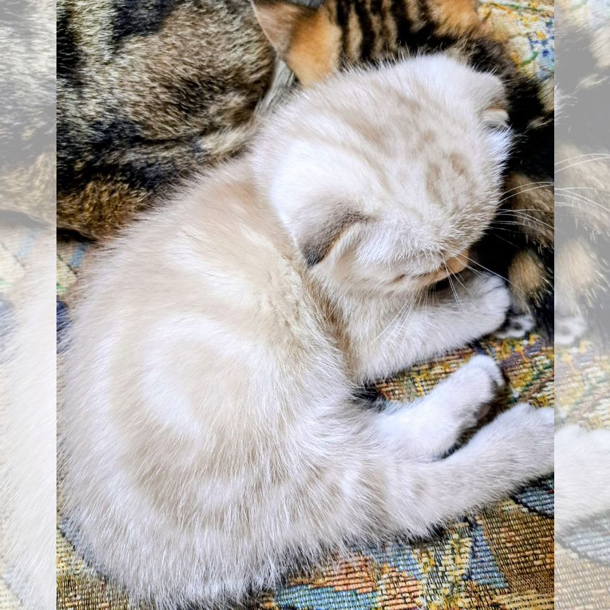 Шотландский вислоухий короткошёрстный котёнок