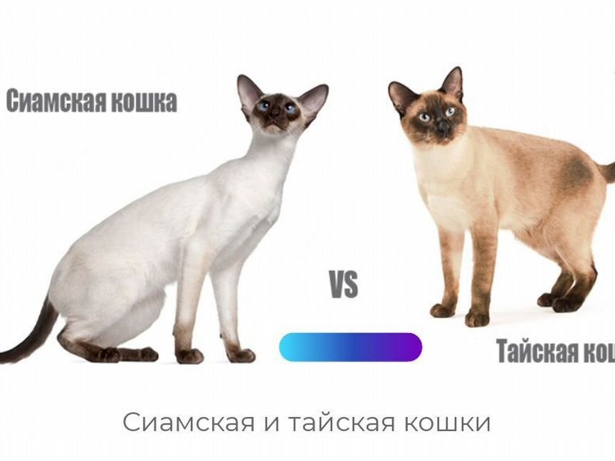 Сиамские котята от тайского кота
