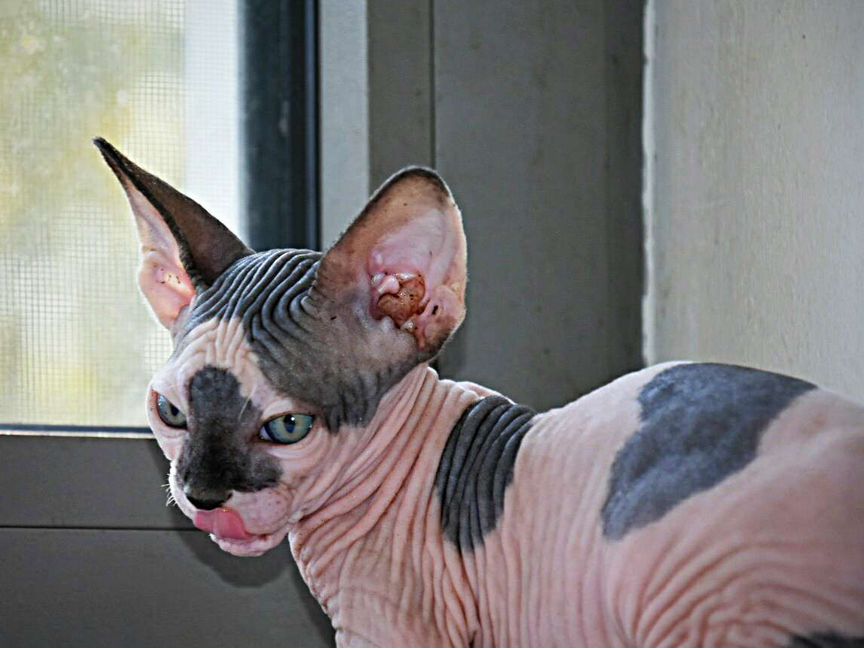 Которебенок мальчишка сфинкс