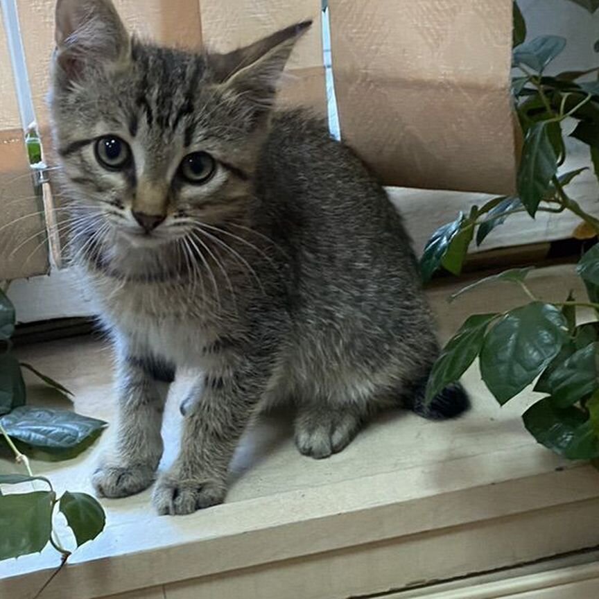 Котята,2 мальчика,возраст 2 мес