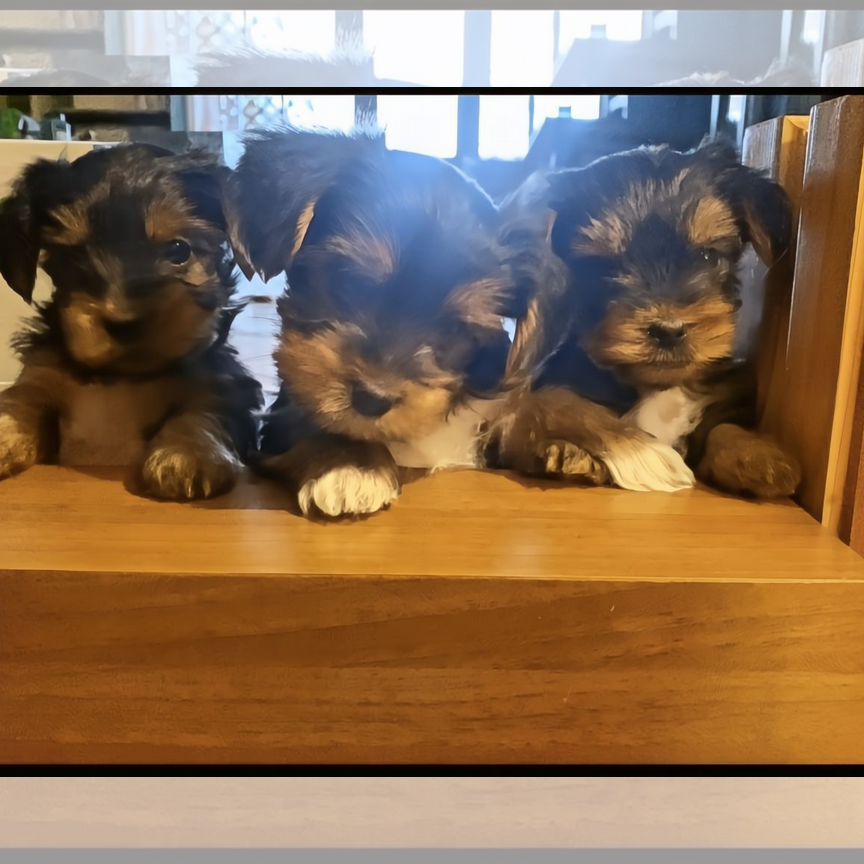 Йоркширский терьер, щенок