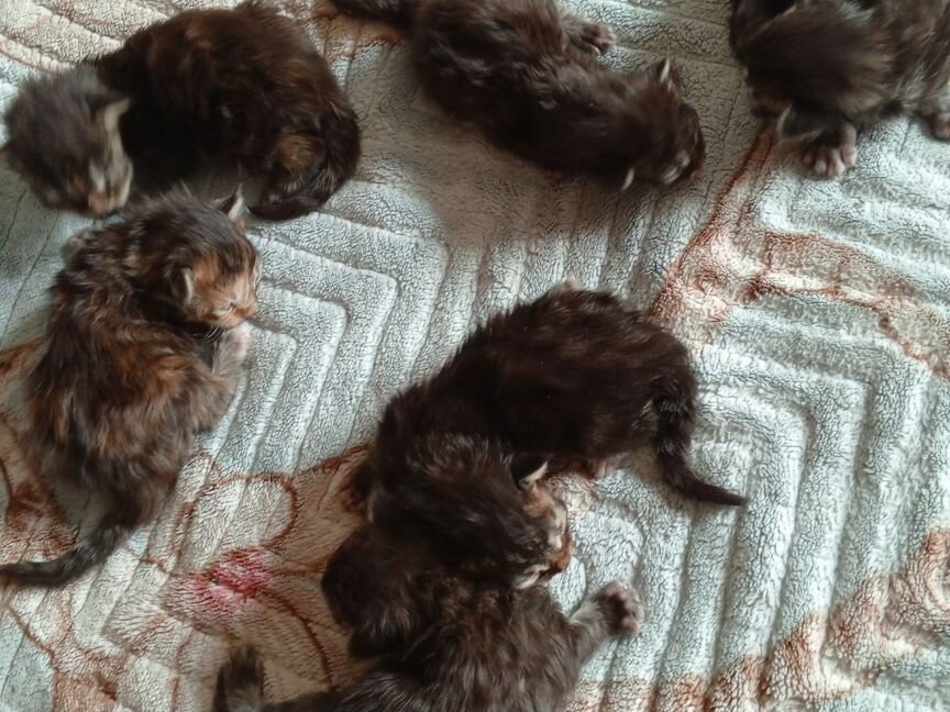 Котята мейн-кун