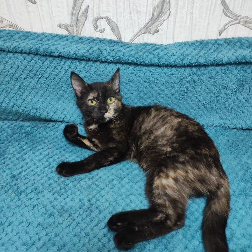 Котёнок ищет дом и любимых людей