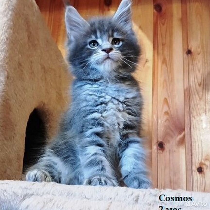 Голубо-мраморный мордастый тигренок мейн-кун