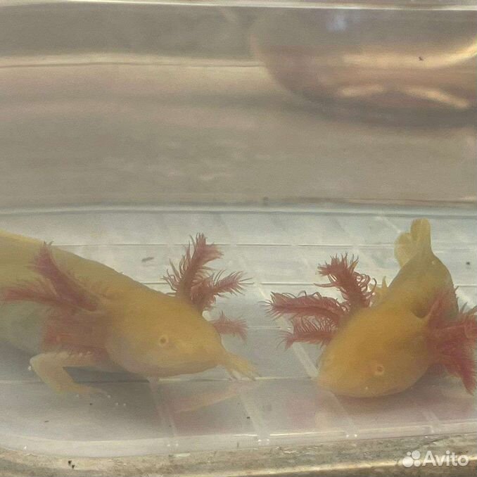 Аксолотль золотой