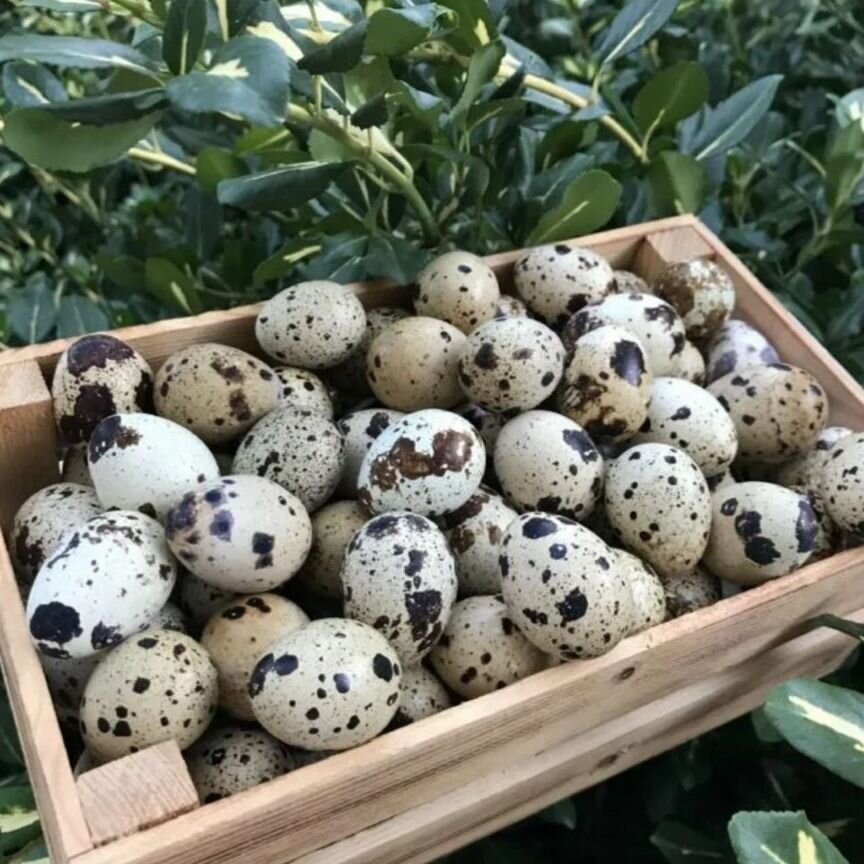 Яйцо перепелинное инкубационное