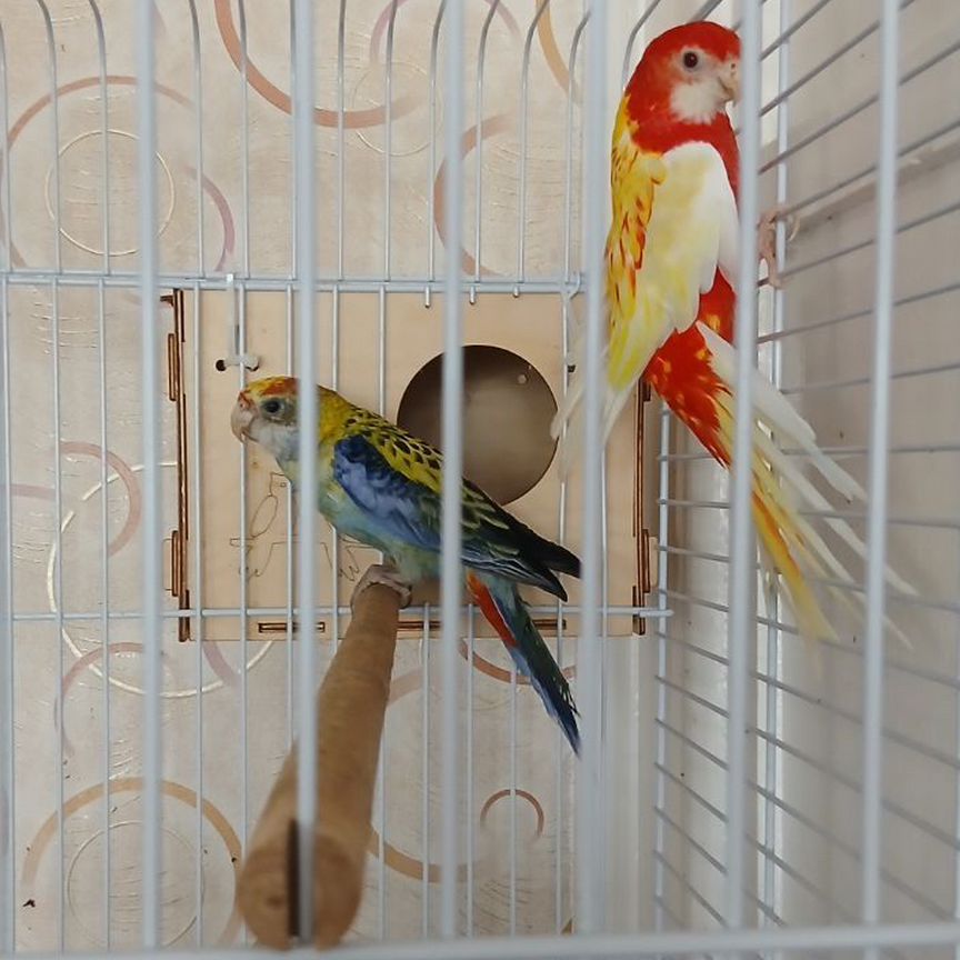 Попугай розелла