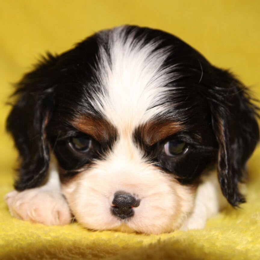 Кавалер кинг-чарльз-спаниель, щенок