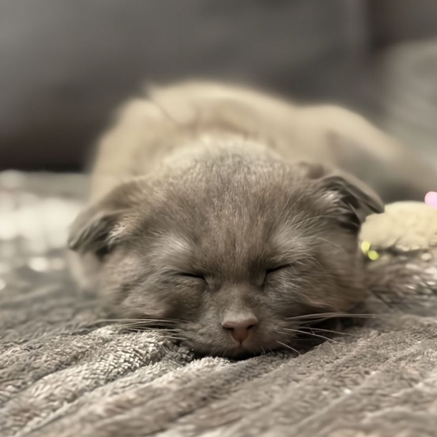 Шотландский вислоухий длинношёрстный котёнок