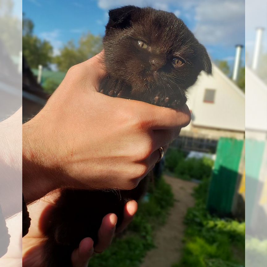 Шотландские котята