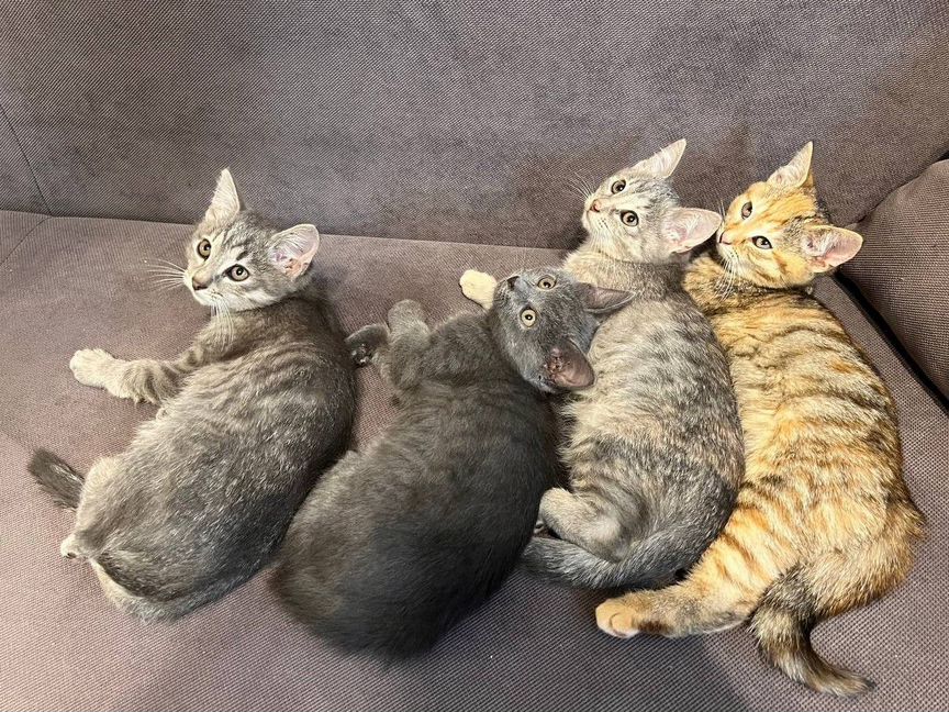 Спасенные котята в добрые руки