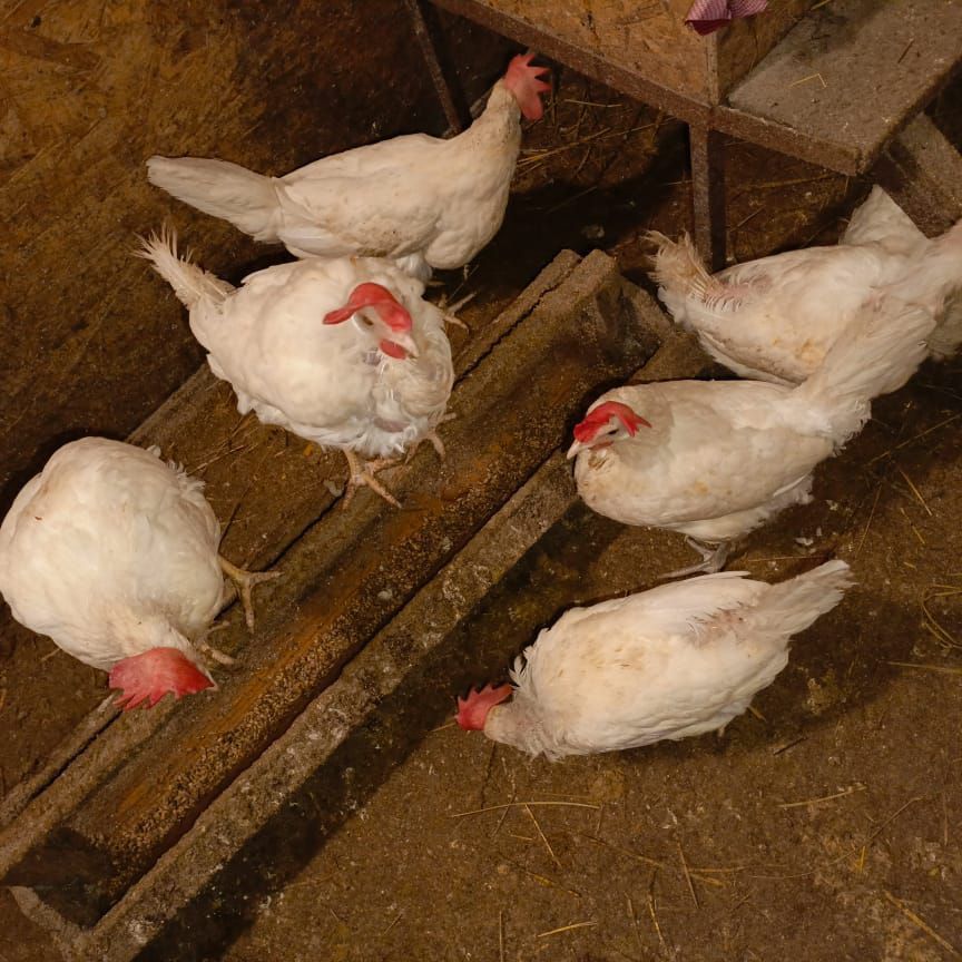 Куры несушки 1 год