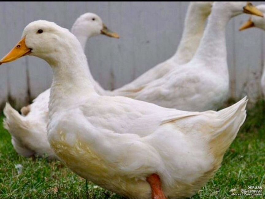 Суточные утята бройлерные ск6, Гусята Крупный Серы