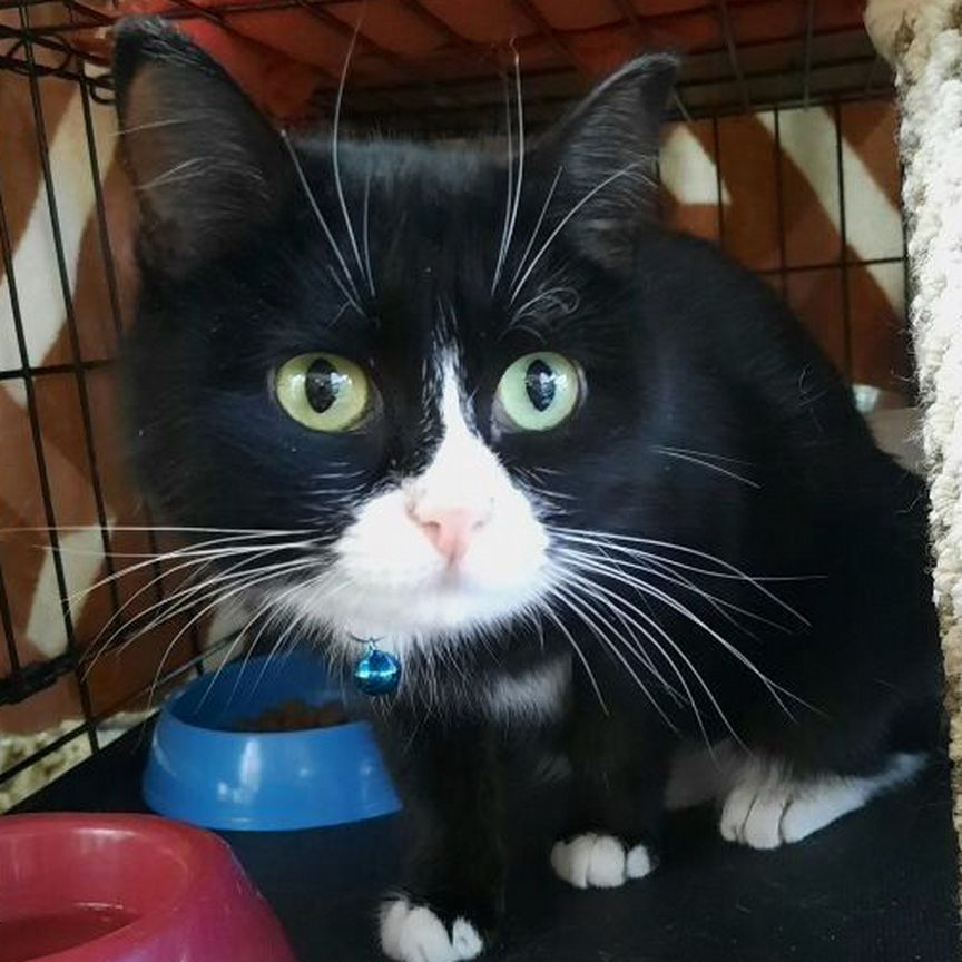 Взрослая, кошка в добрые руки