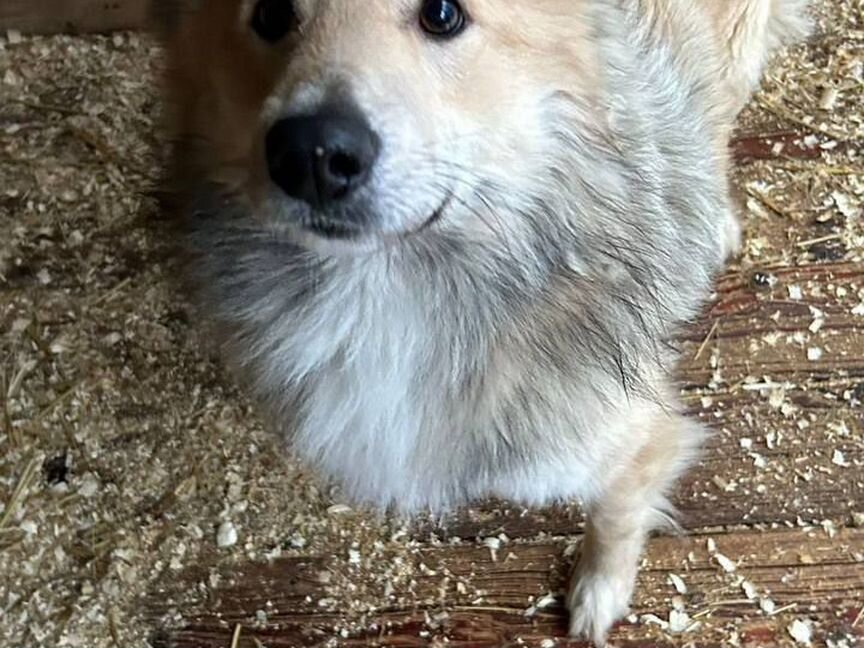 Собака в добрые руки