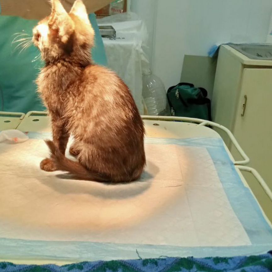 Отдам кошечку в добрые руки