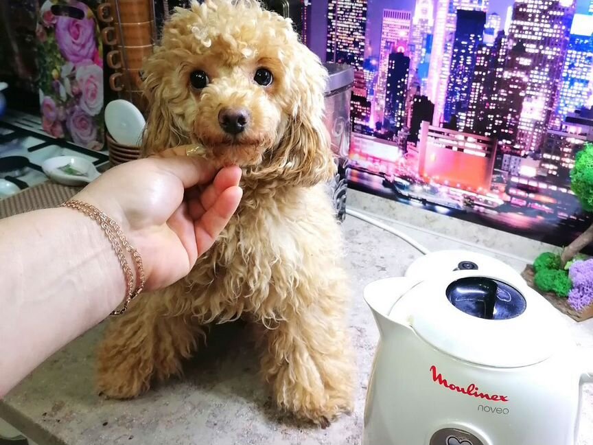 Той-пудель девочка