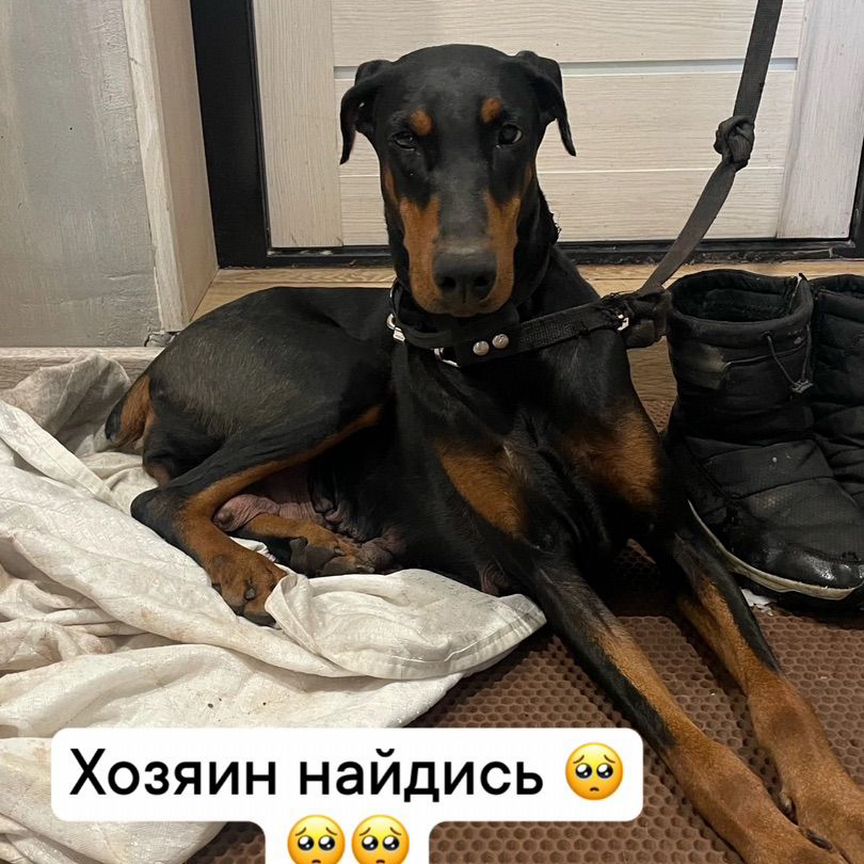 Собака в добрые руки доберман