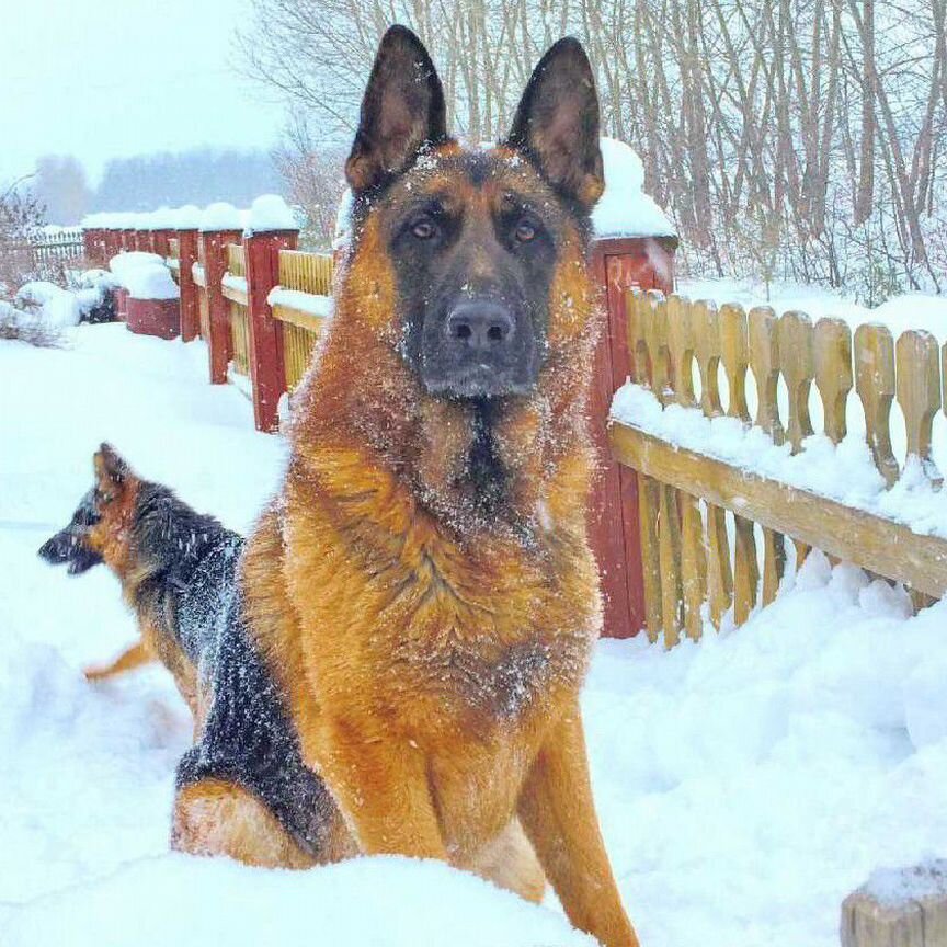 Малыши щенята немцы