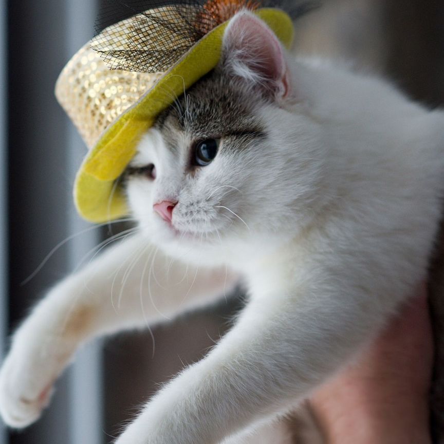 Взрослая, кошка в добрые руки