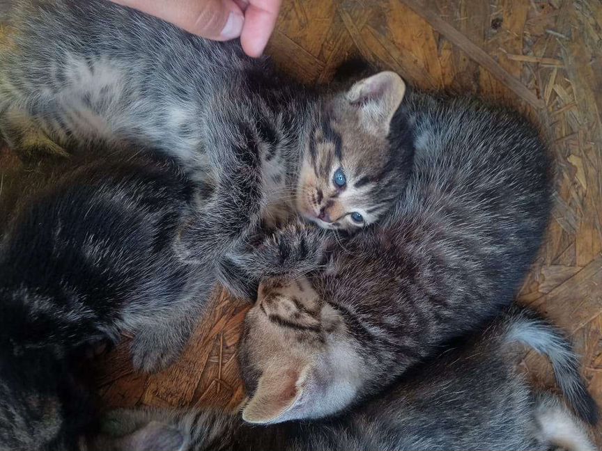 Шотландские котята
