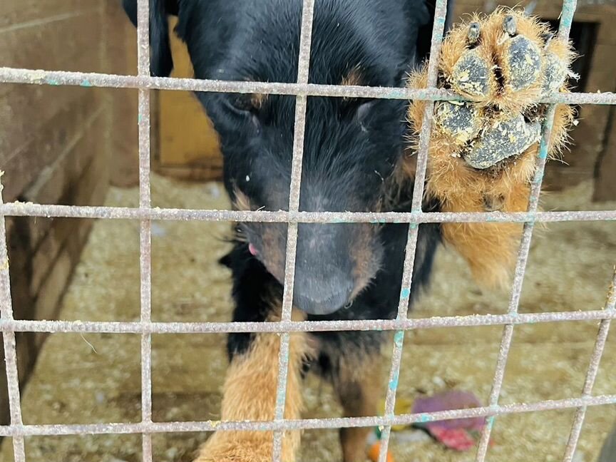 Собака из приюта