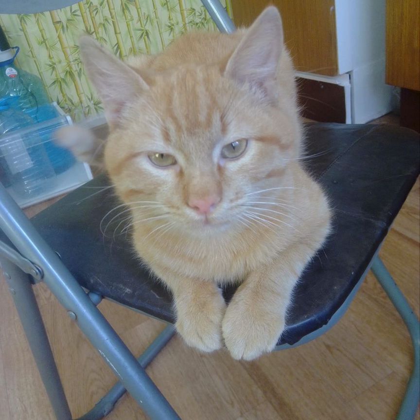 Котик в добрые руки