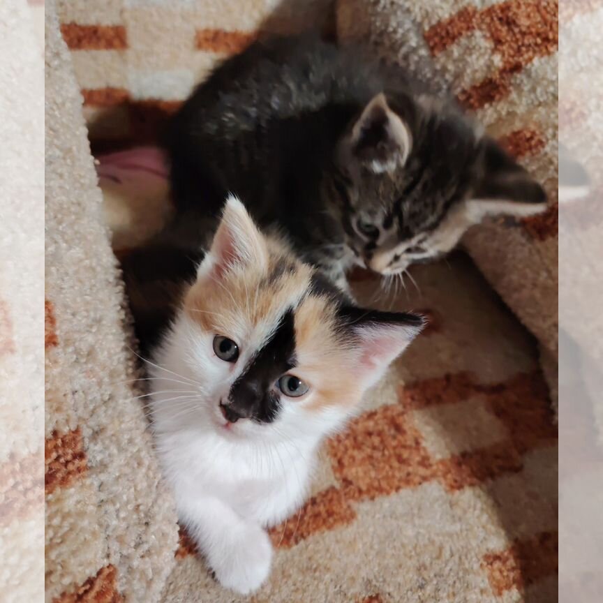 Котята