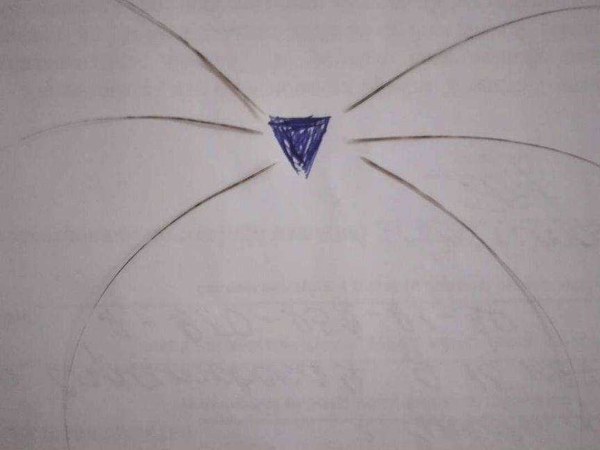 Усы,вибрисы сиамского кота