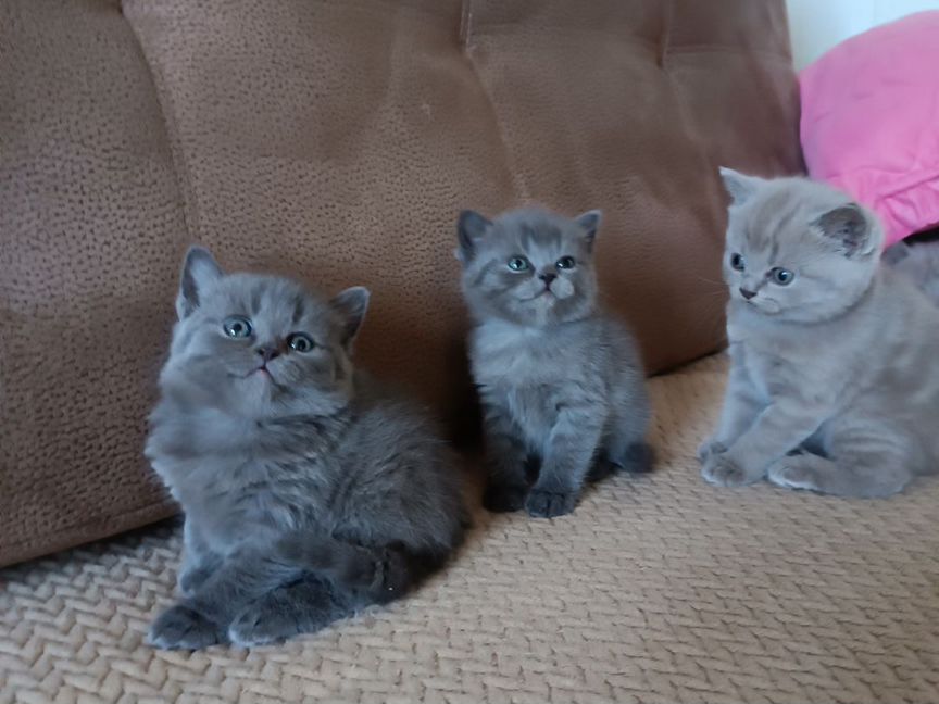 Британские котята