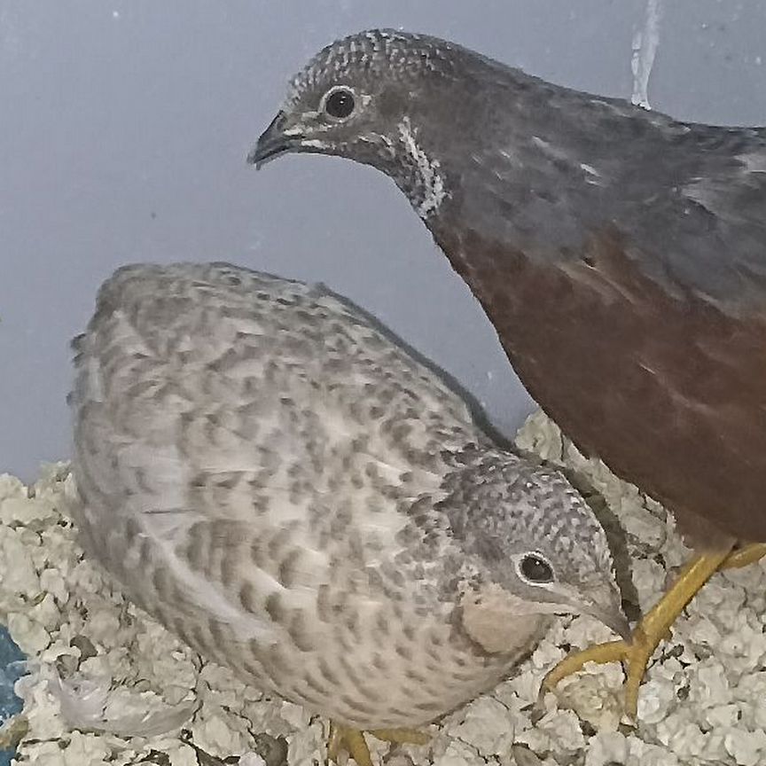 Китайский расписной перепел