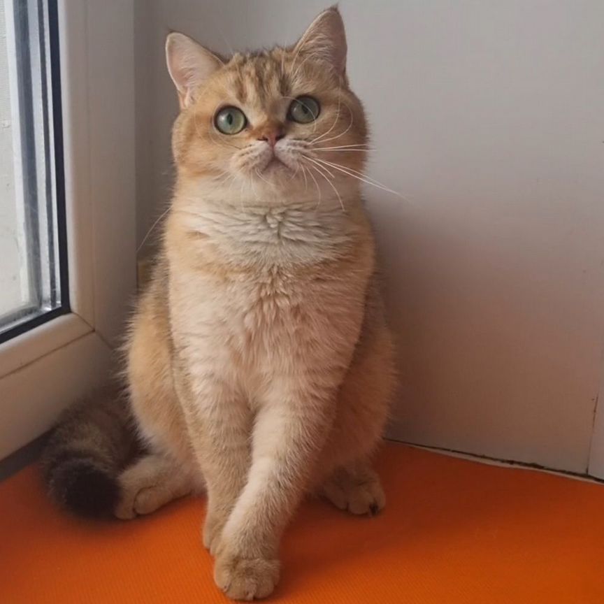 Девочка золотая шиншилла